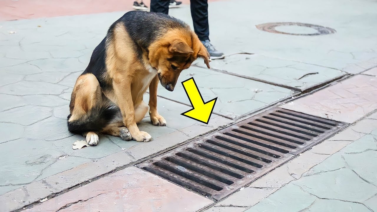 Descubre por qué este Perro Miraba el Desagüe Pluvial todos los Días ...