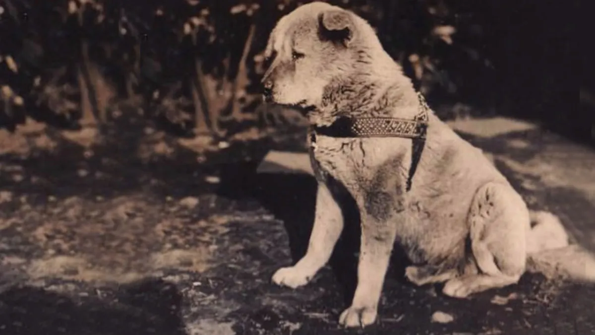 Hachiko: La historia conmovedora del perro más fiel del mundo